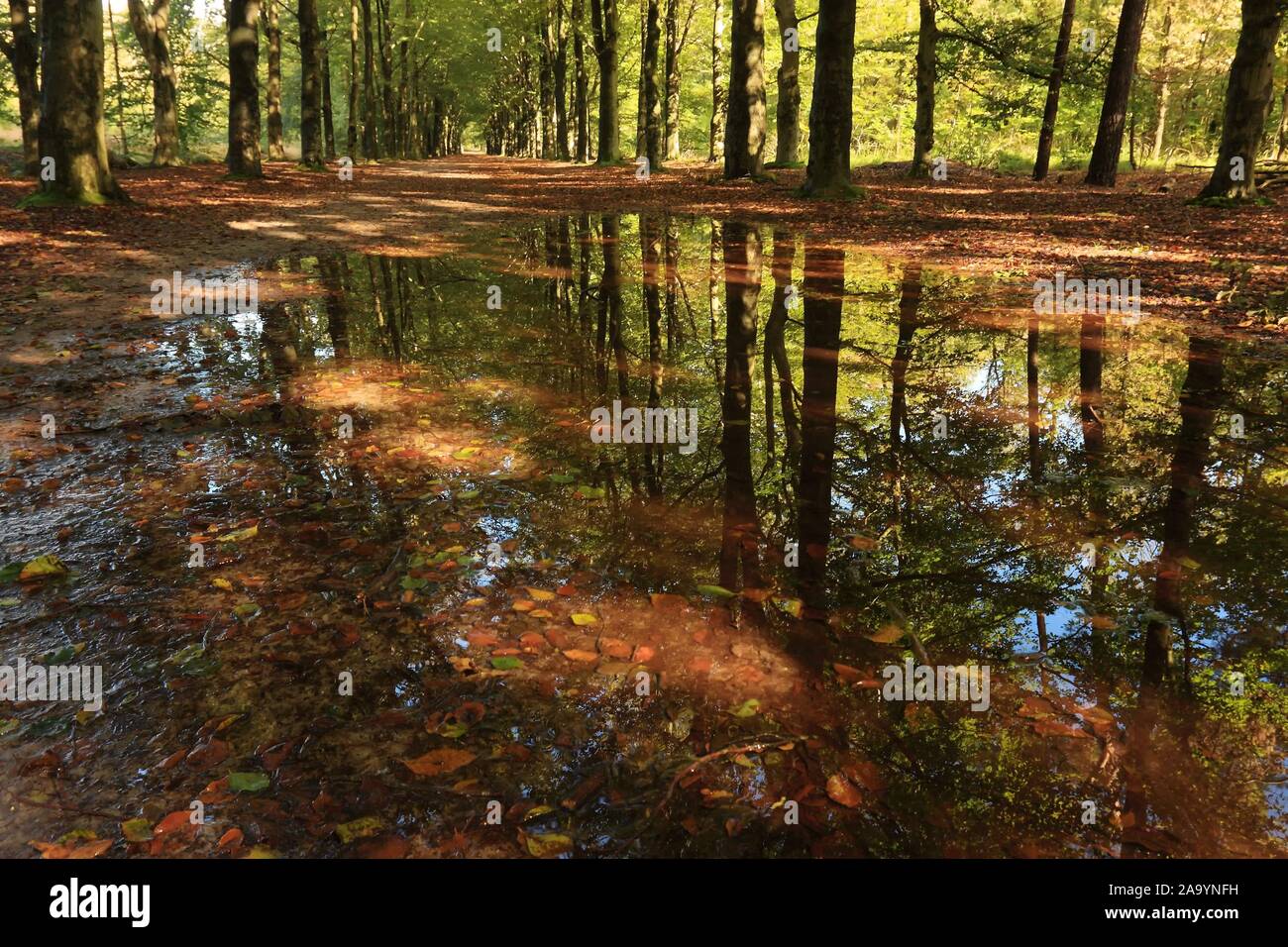 Early autumn forest with trees and vibrant colored leaves and ...