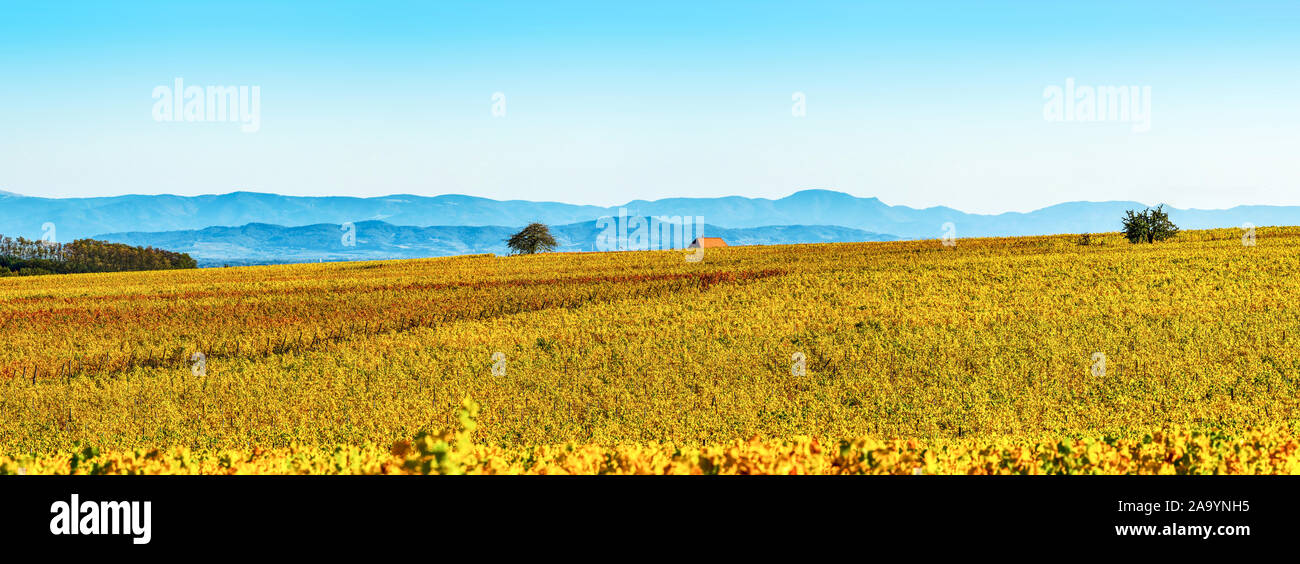 Panoramic view of the beautiful vineyards of Alsace in the fall. Bright ...