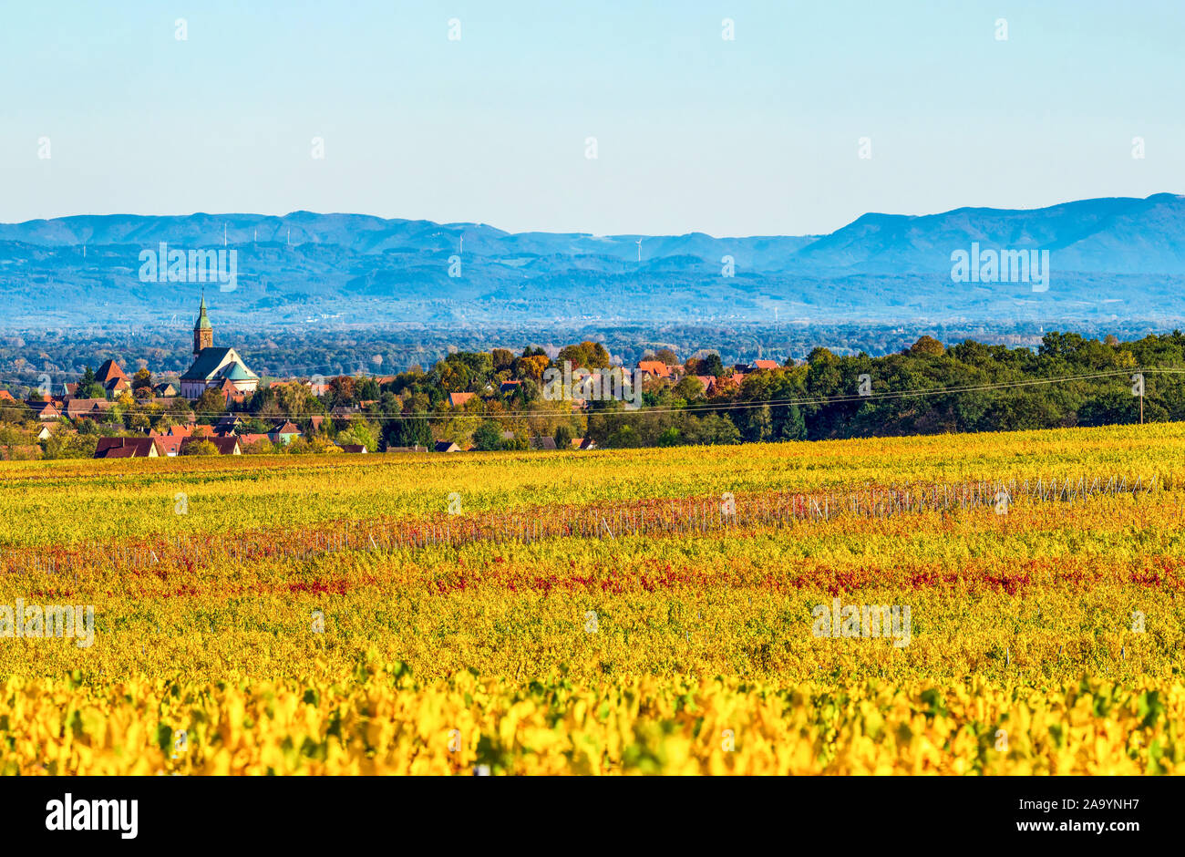 Panoramic view of the beautiful vineyards of Alsace in the fall. Bright ...