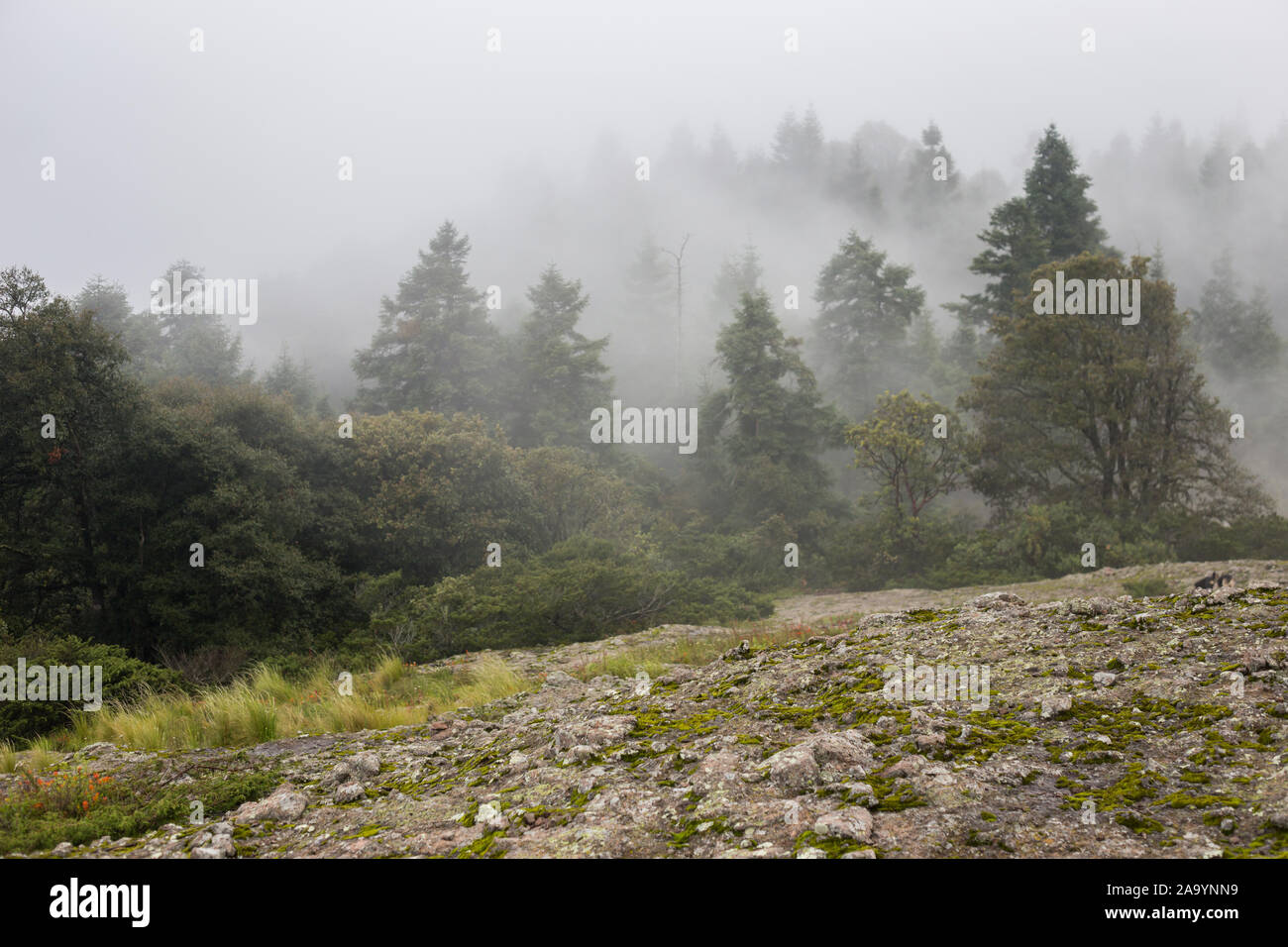 Forested mountain slope in low lying cloud with the evergreen conifers ...