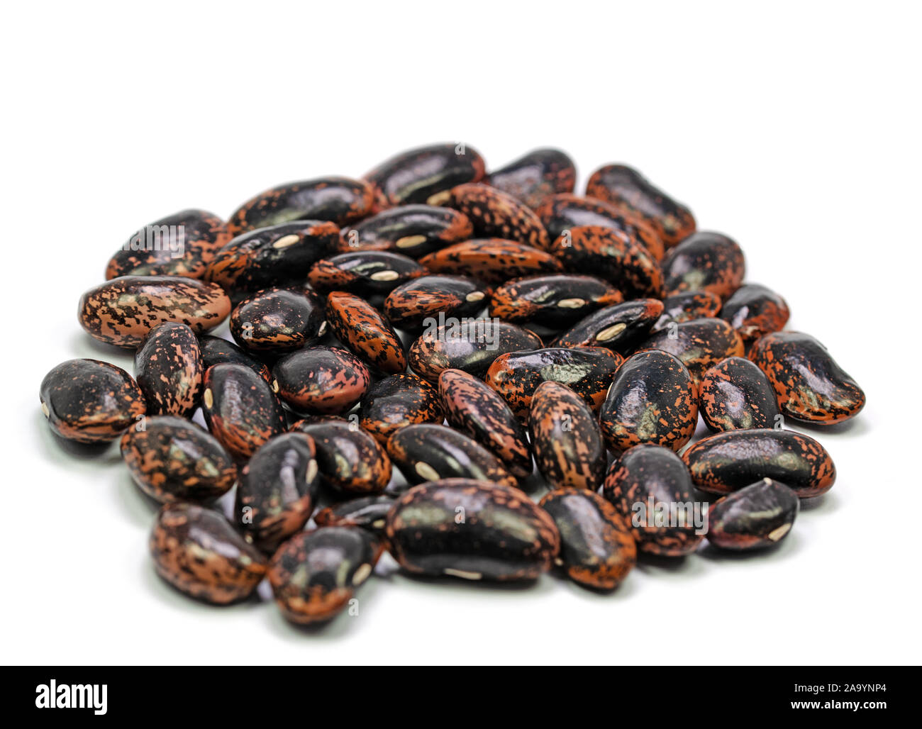 Fire beans, Phaseolus coccineus, in front of white background Stock ...