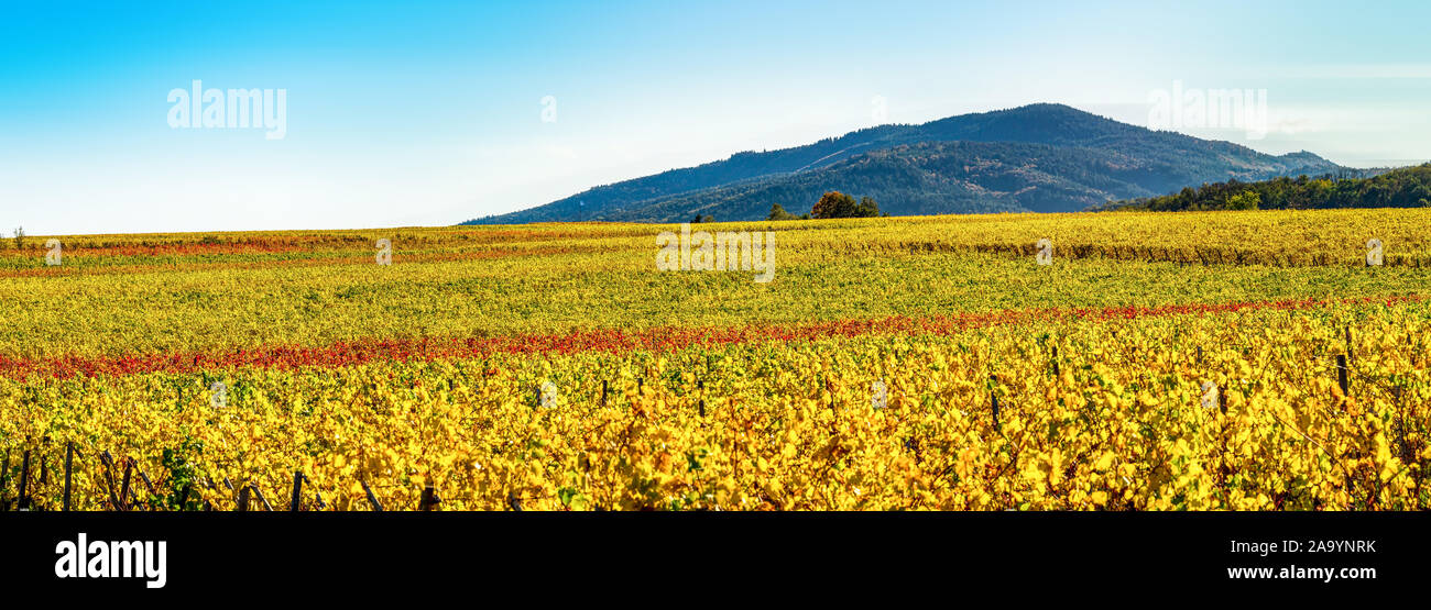 Panoramic view of the beautiful vineyards of Alsace in the fall. Bright ...