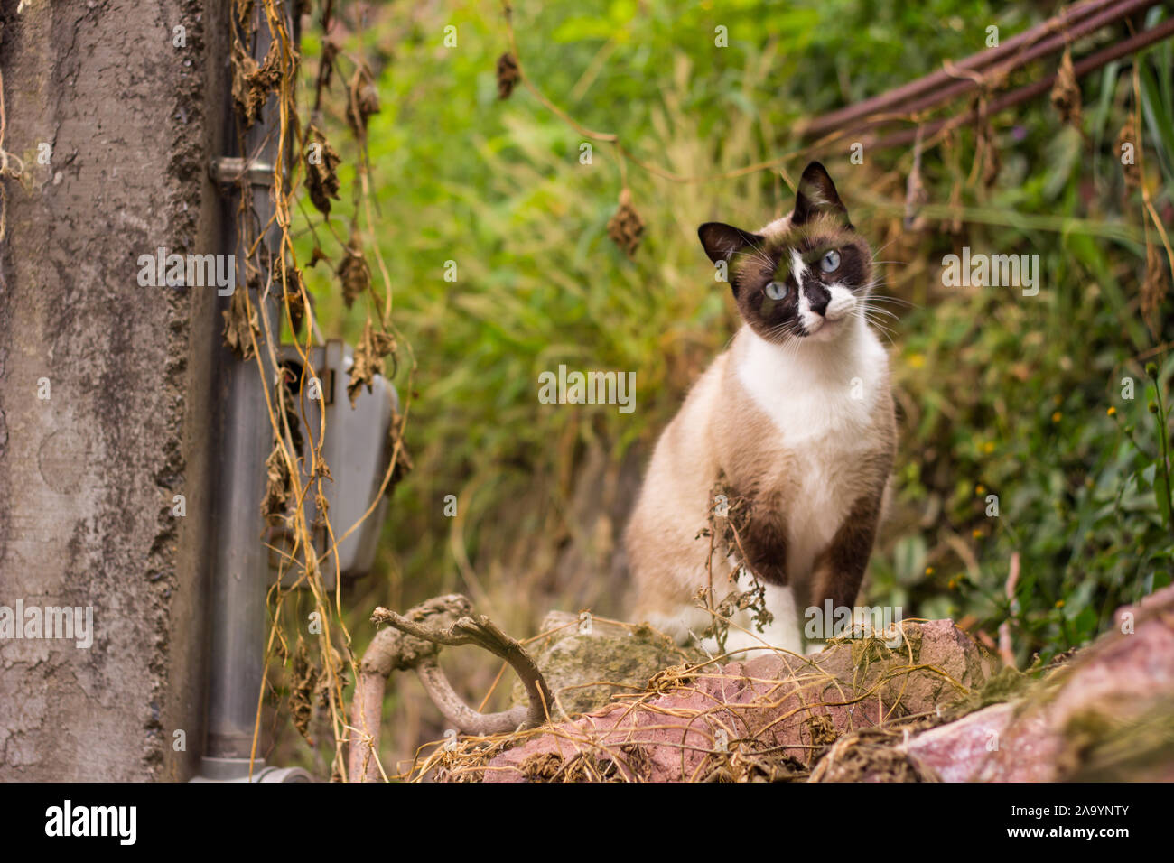 Stray cat at Taxco Guerrero Mexico Stock Photo - Alamy