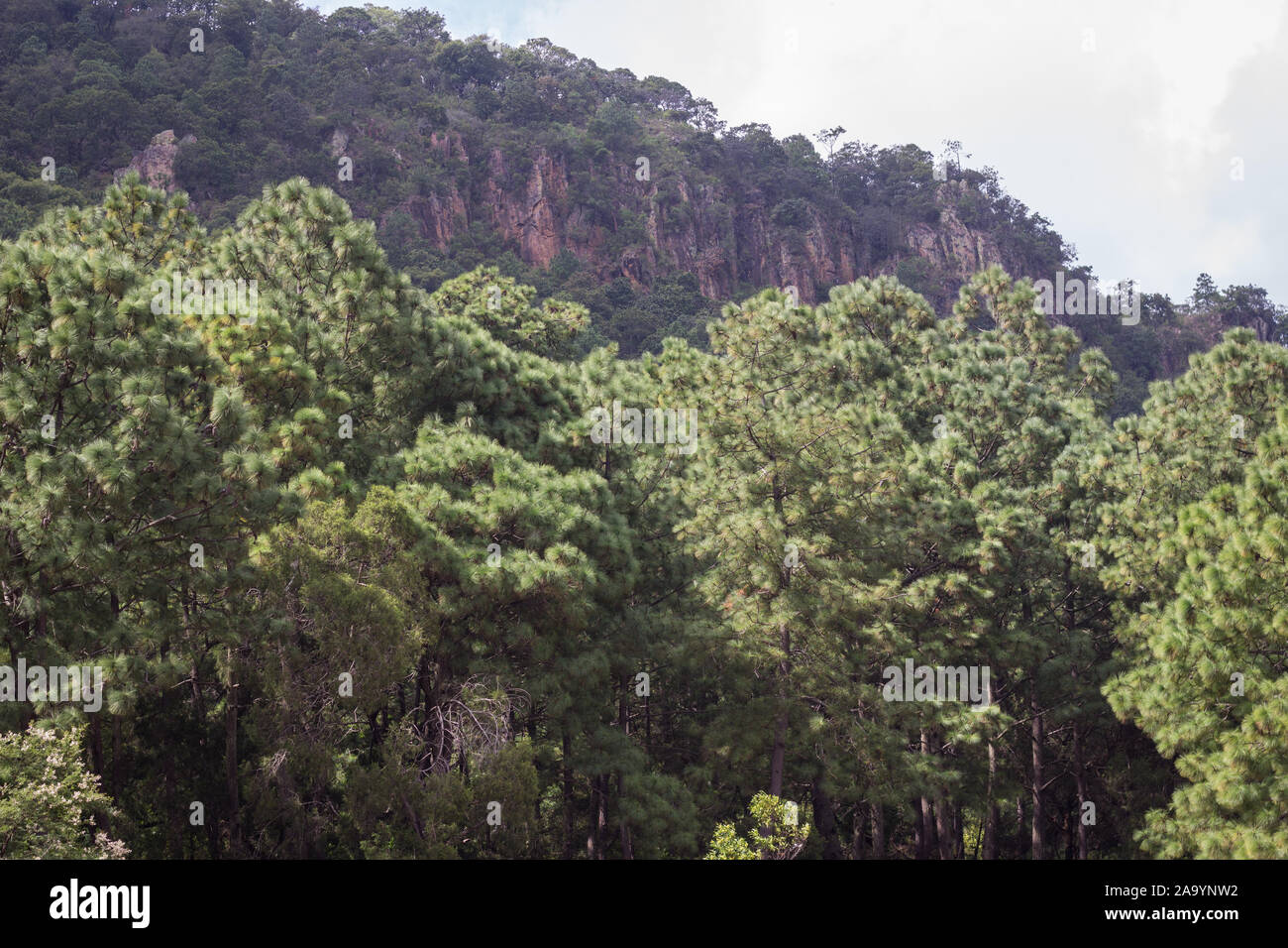Pinus Montezumae, ocote and mountain in taxco guerrero Stock Photo - Alamy