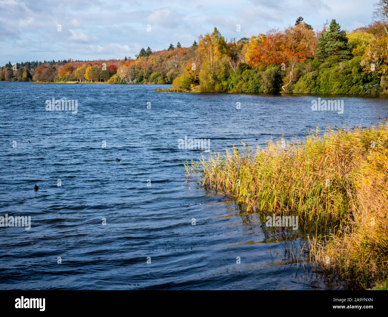 Windsor great park lake hi-res stock photography and images - Alamy