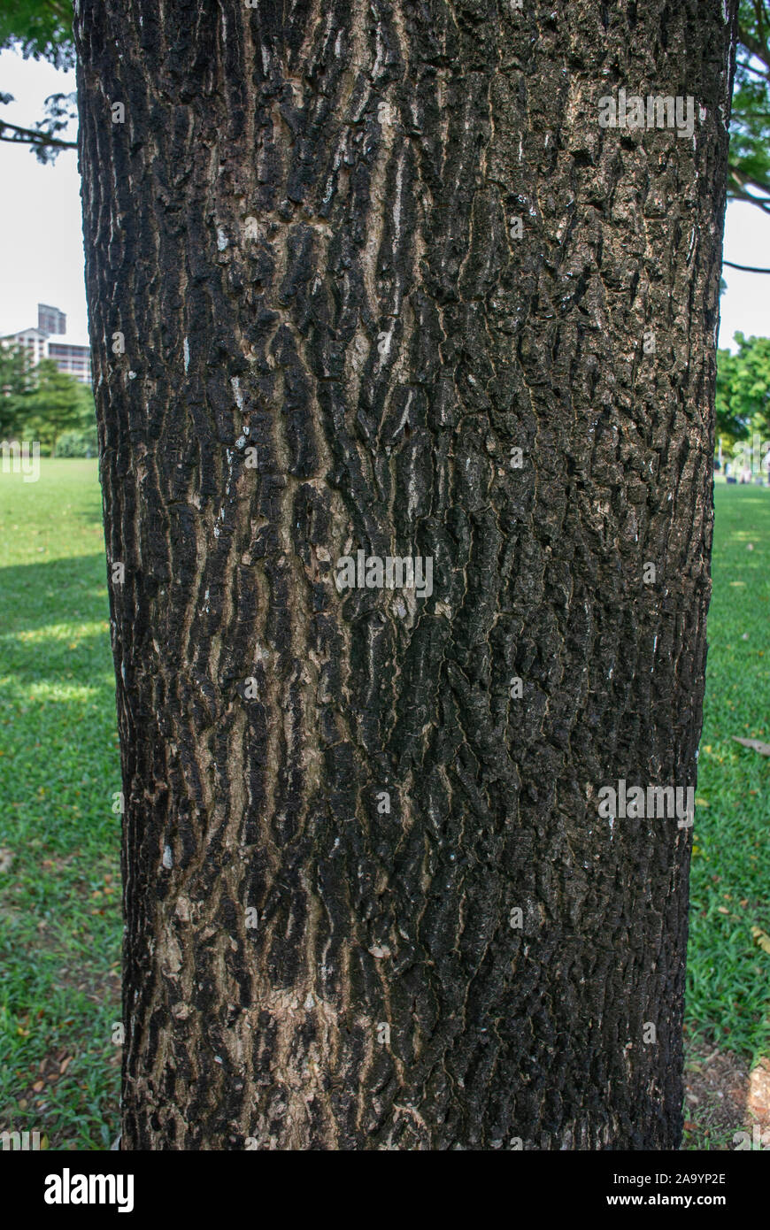 Close up tree skin or bark texture in dark colour, texture of the bark ...