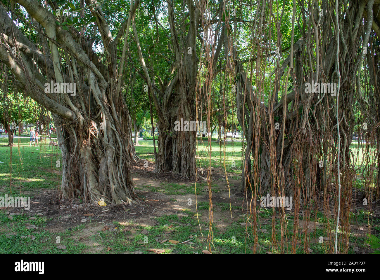 Big old strangler fig trees in the park with sunlight Stock Photo - Alamy