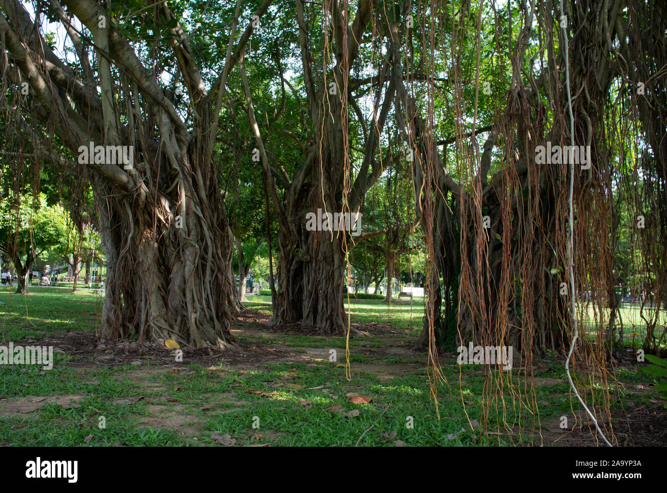 Old strangler fig hi-res stock photography and images - Alamy