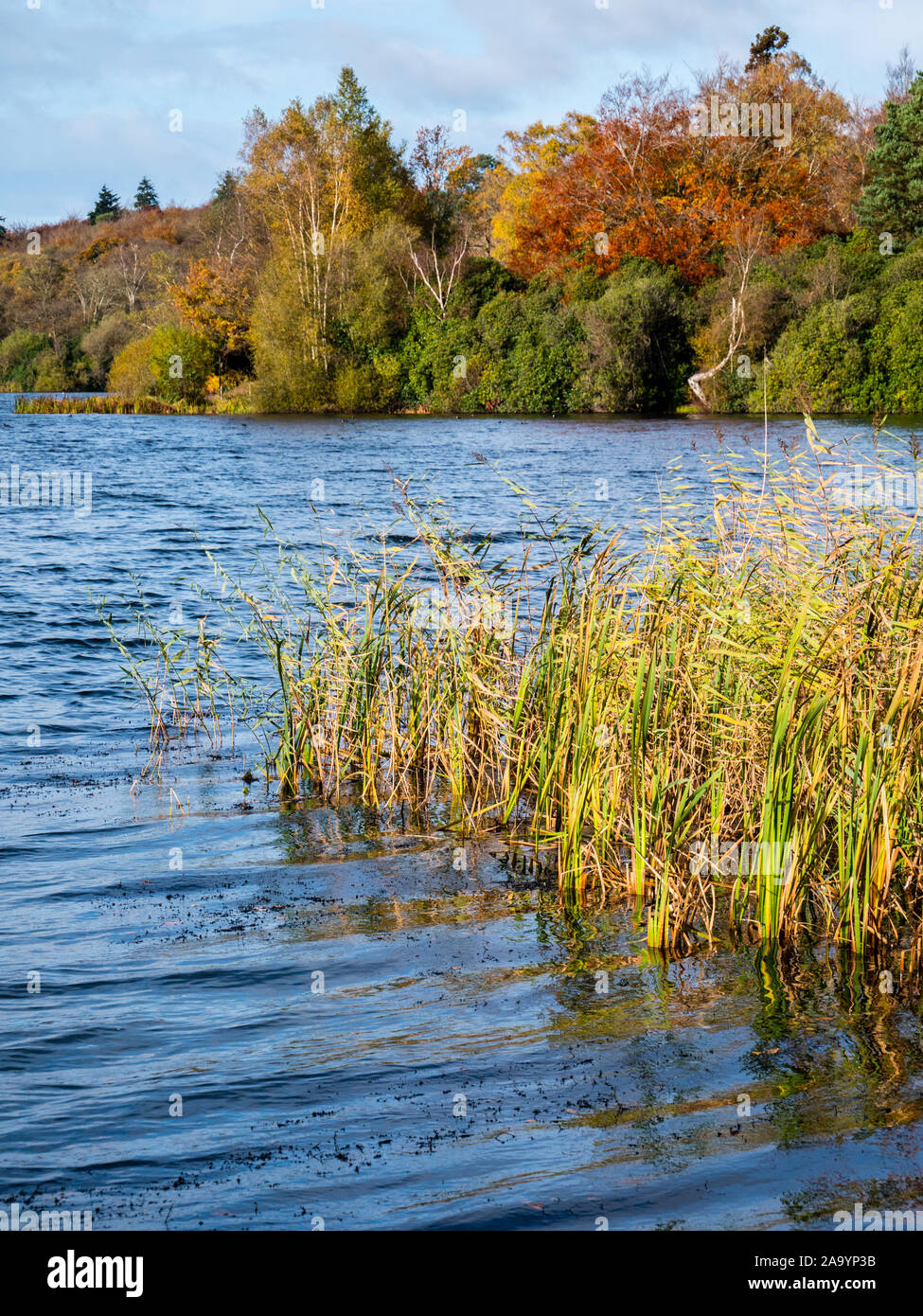 Virginia Water Lake with Autumn Trees, Windsor Great Park, Surrey ...