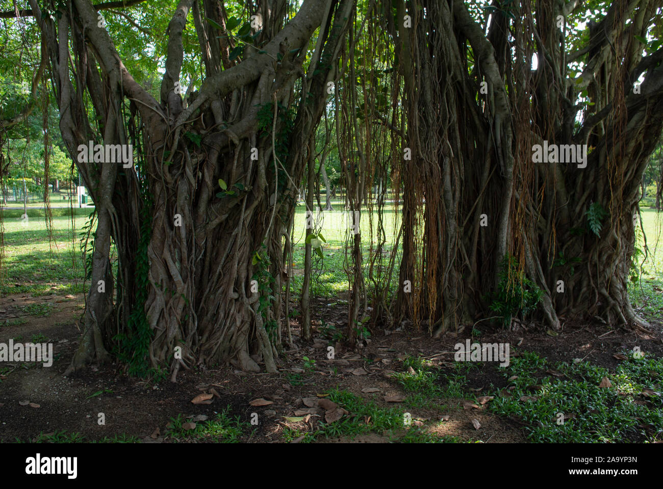 Big old strangler fig trees in the park with sunlight Stock Photo - Alamy