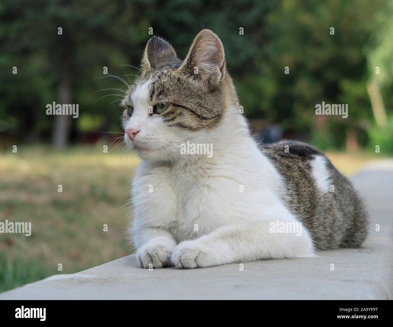Cat on resting fence Stock Photo - Alamy