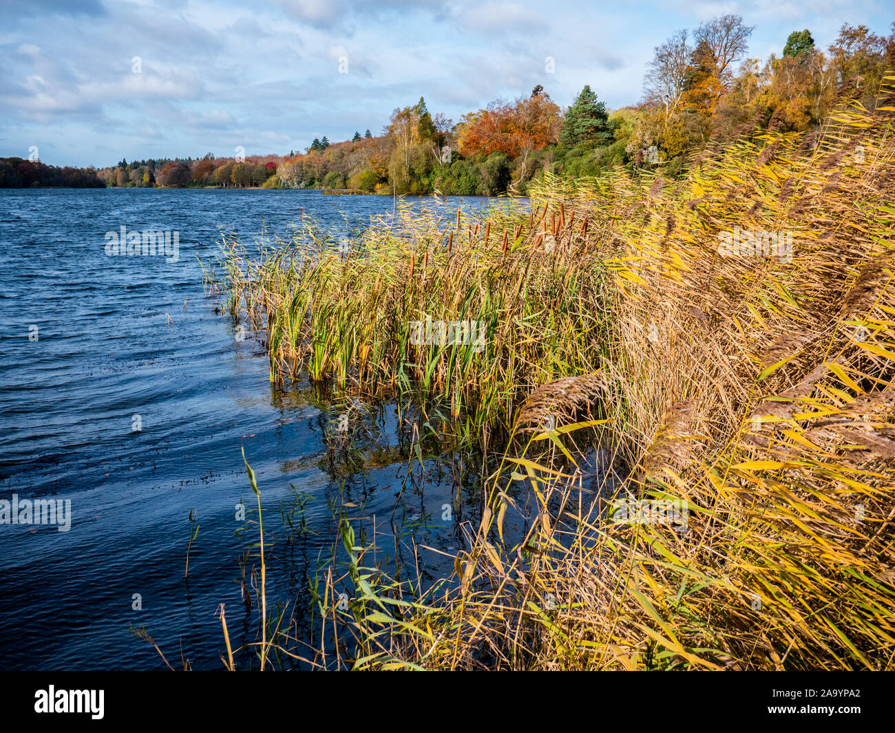 Virginia Water Lake with Autumn Trees, Windsor Great Park, Surrey ...