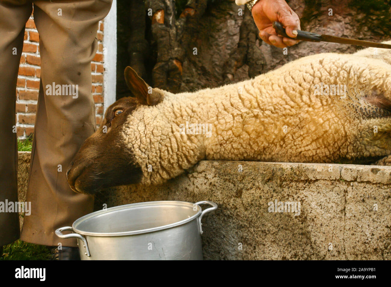 Killing of sheep to cook traditional "barbacoa" in Hidalgo Mexico Stock ...