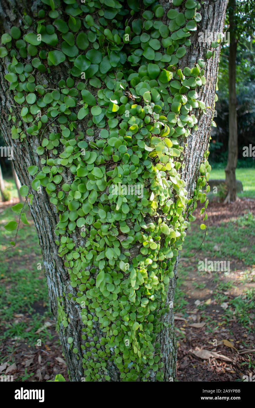 Penny tree hi-res stock photography and images - Alamy