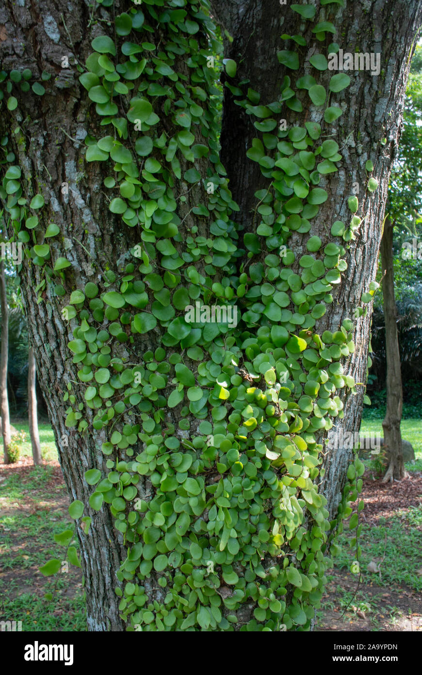 Close up green penny fern growing on a tree with sunlight, plants or ...