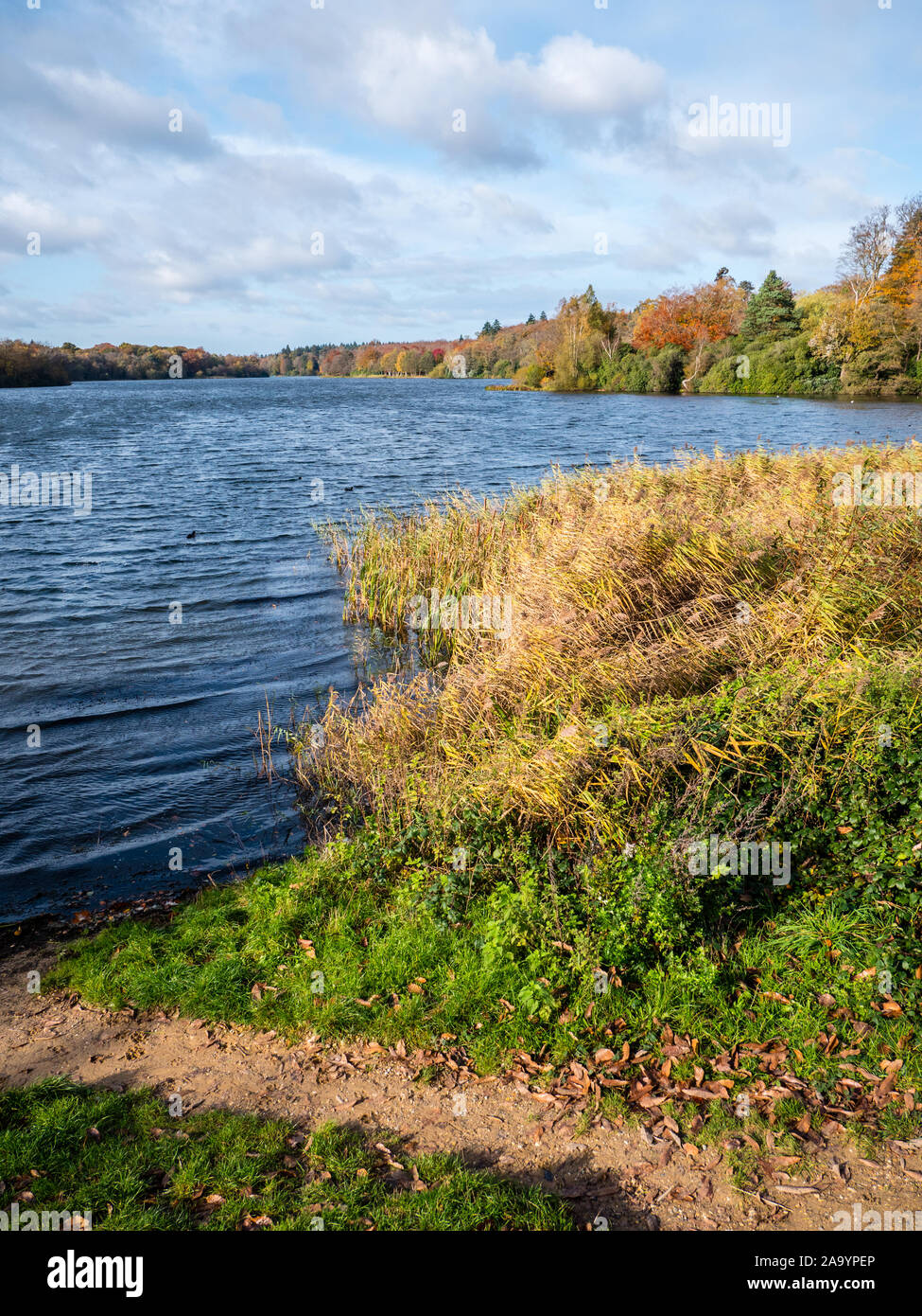 Virginia Water Lake with Autumn Trees, Windsor Great Park, Surrey ...