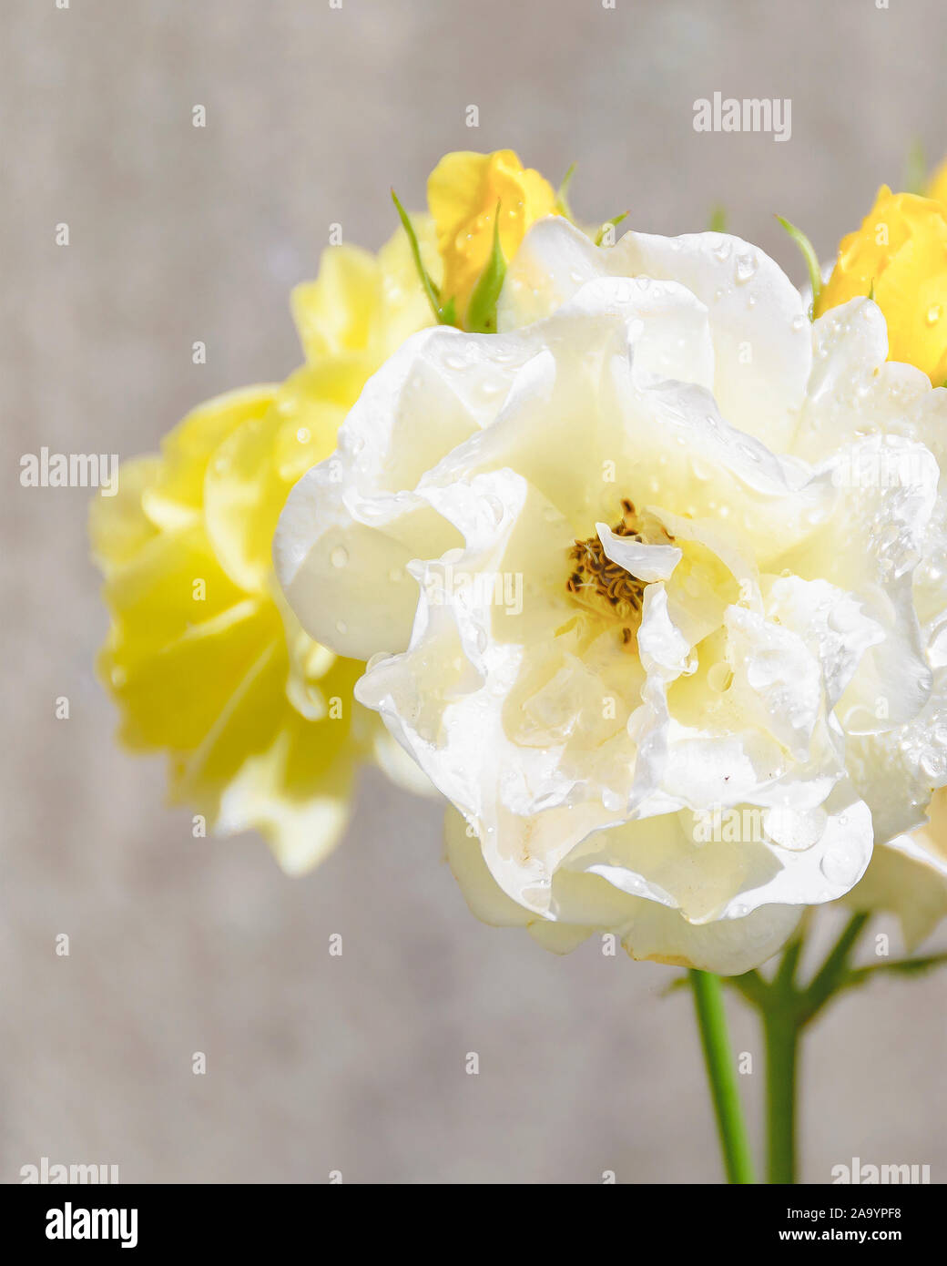 Beautiful white roses at yard over wall concrete wall Stock Photo - Alamy