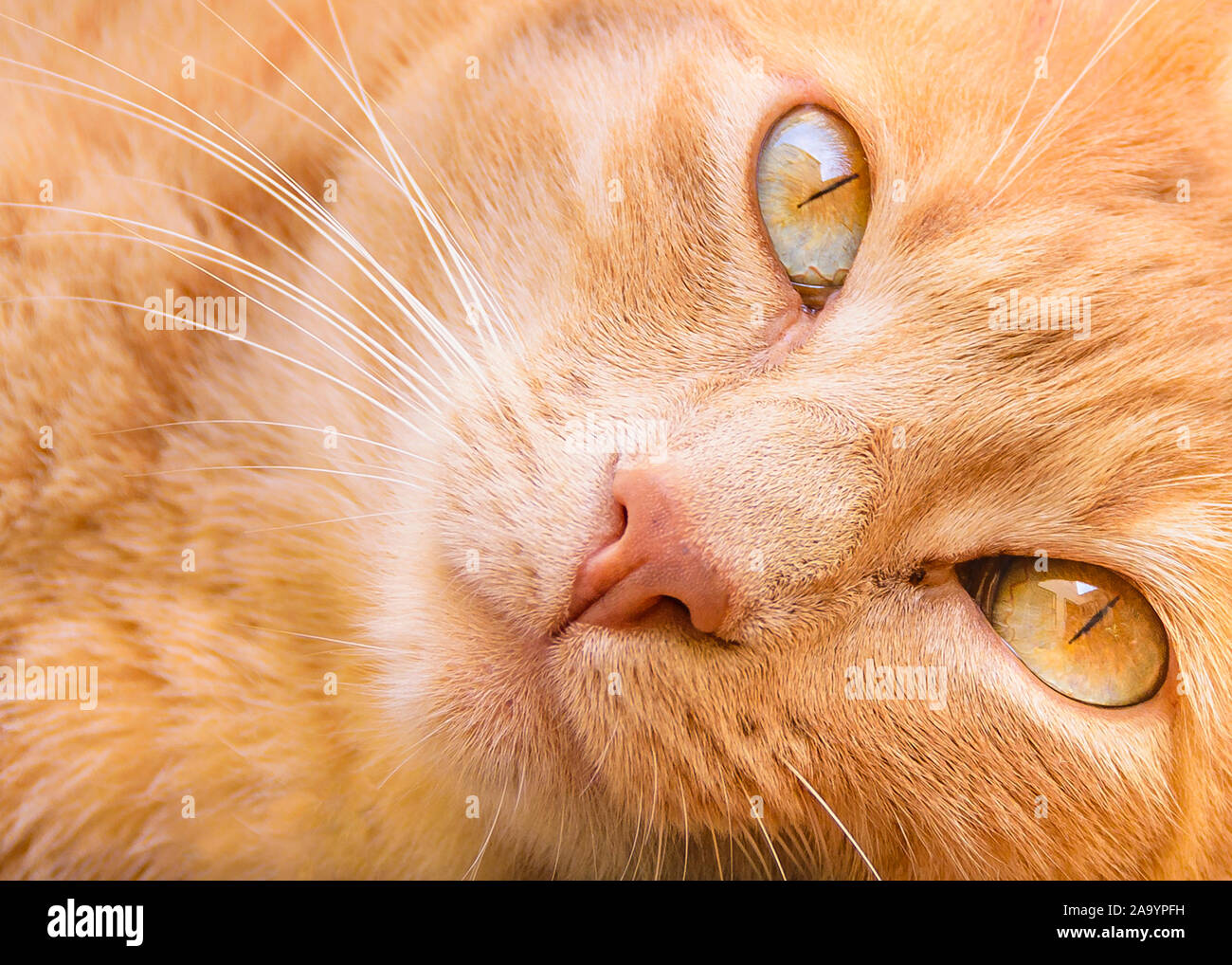 Cat watching at camera hi-res stock photography and images - Alamy