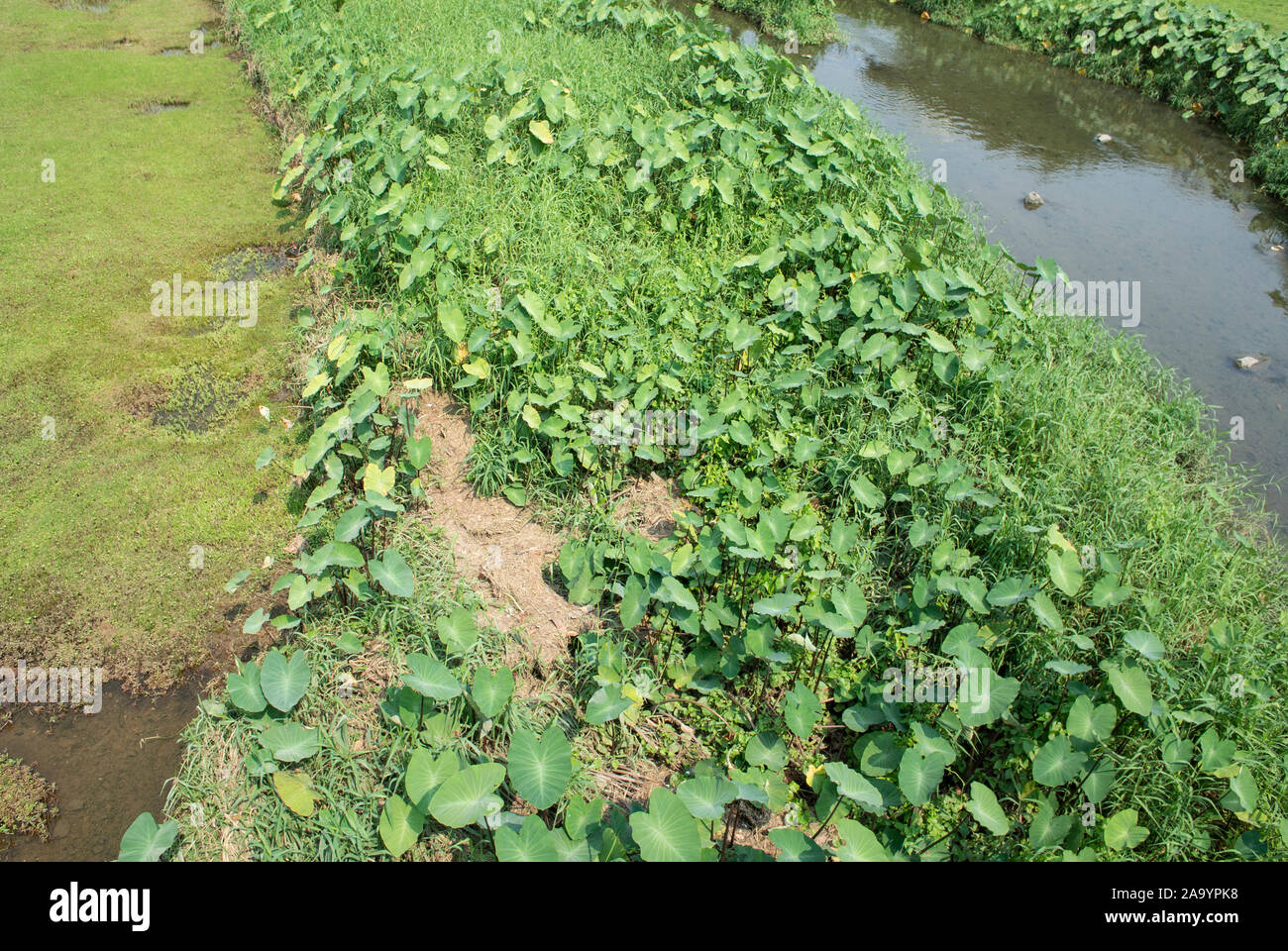 Plants growing by river hi-res stock photography and images - Alamy