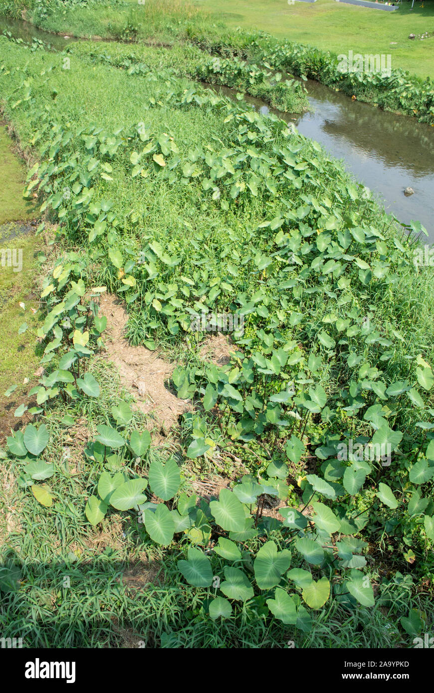 Plants growing by river hi-res stock photography and images - Alamy