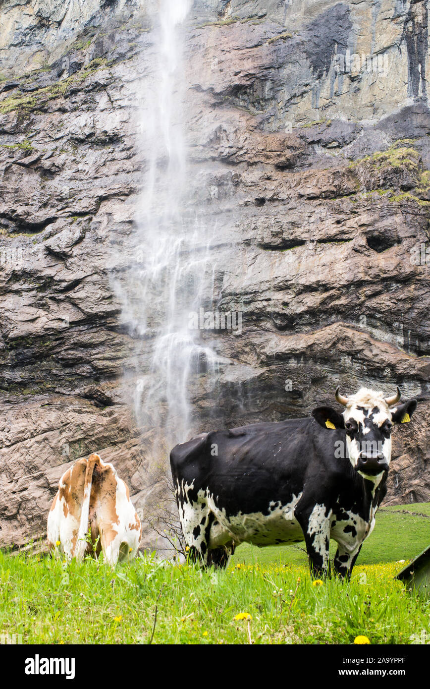 Happy swiss cow with waterfall Stock Photo - Alamy