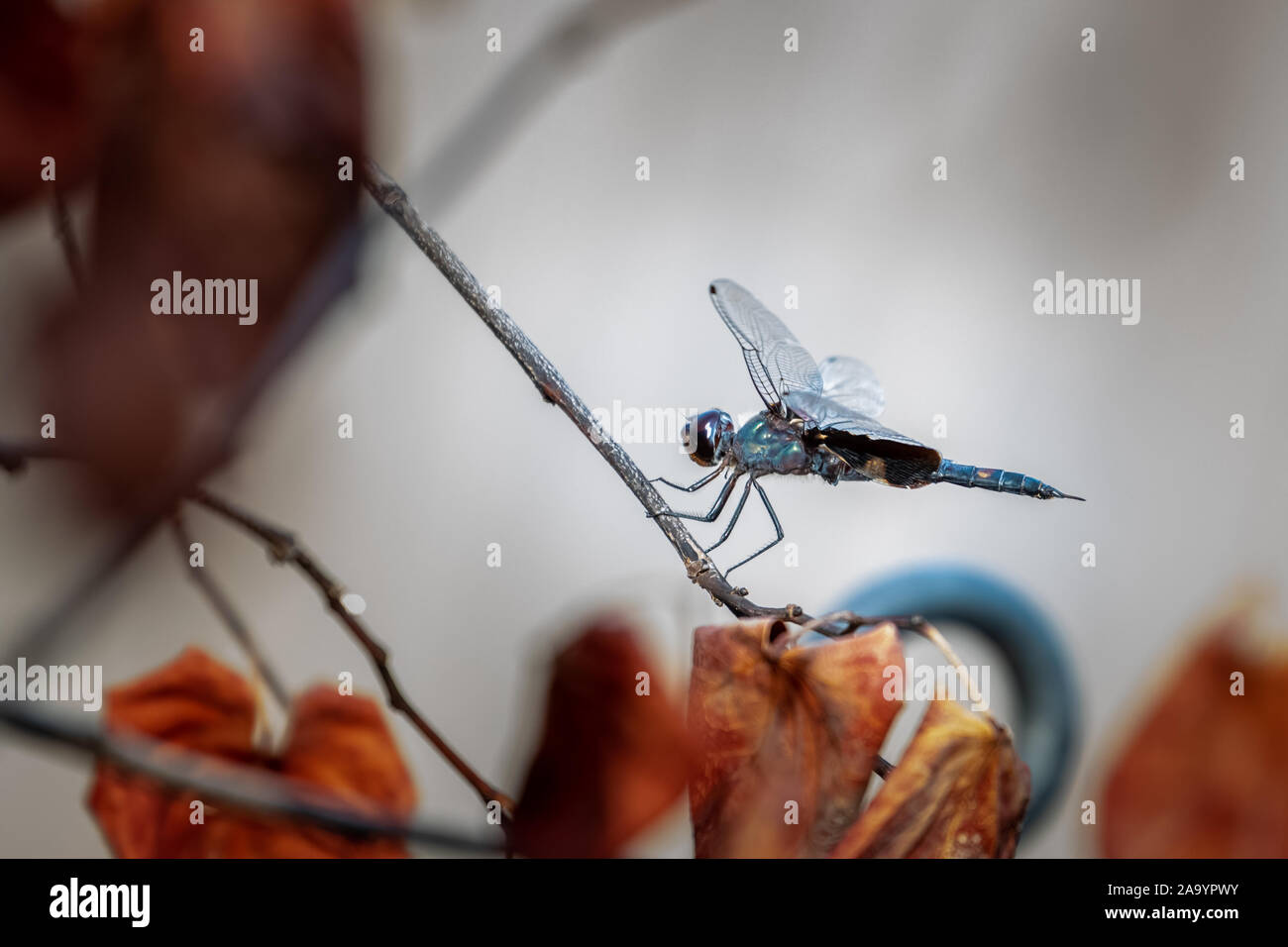 Blue Darter Dragonfly (Pachydiplax longipennis) on a branch Stock Photo ...