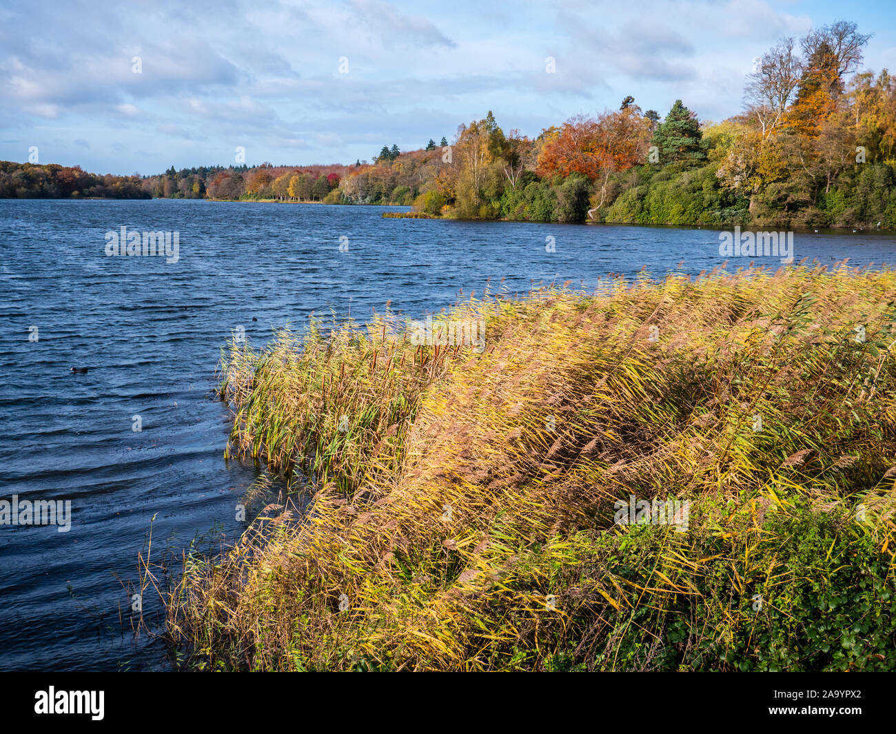 Where Is Virginia Water Uk at Margaret Suarez blog