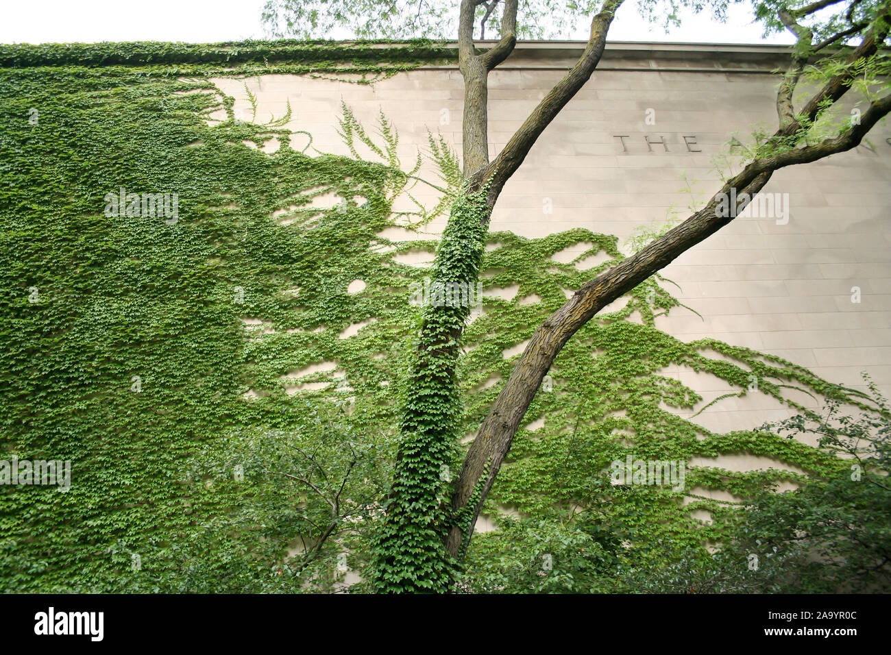 Creeping ivy leaves plant on a huge wall Stock Photo - Alamy
