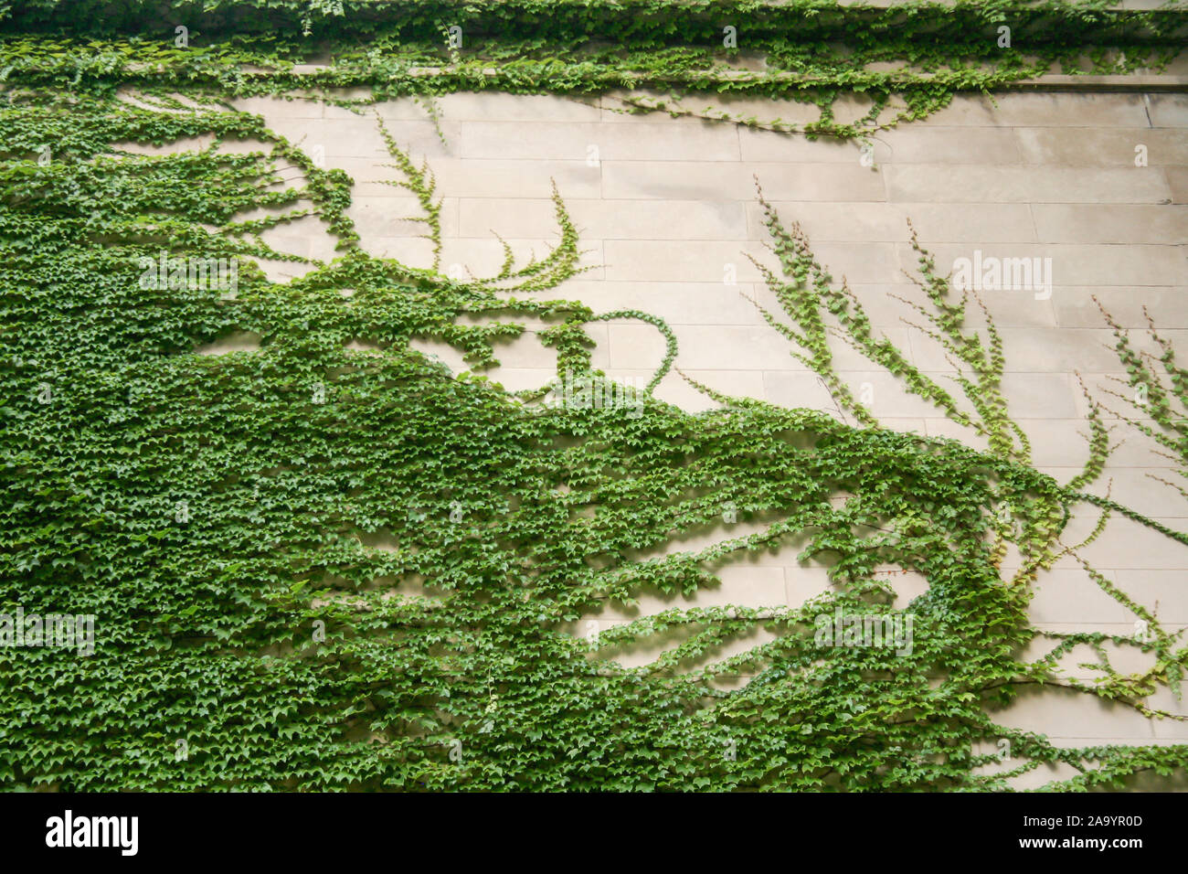 Creeping ivy leaves plant on a huge wall Stock Photo - Alamy