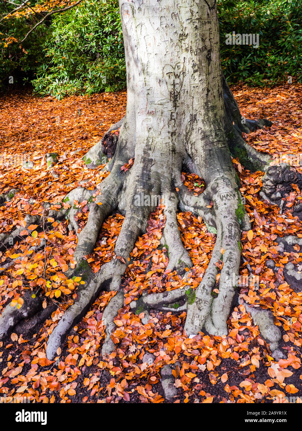Tree Roots in Red Leaves Landscape, Virginia Water Lake, Windsor Great ...