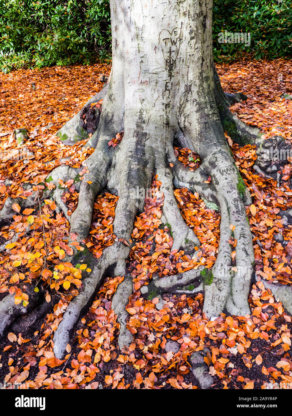 Tree Roots in Red Leaves Landscape, Virginia Water Lake, Windsor Great ...
