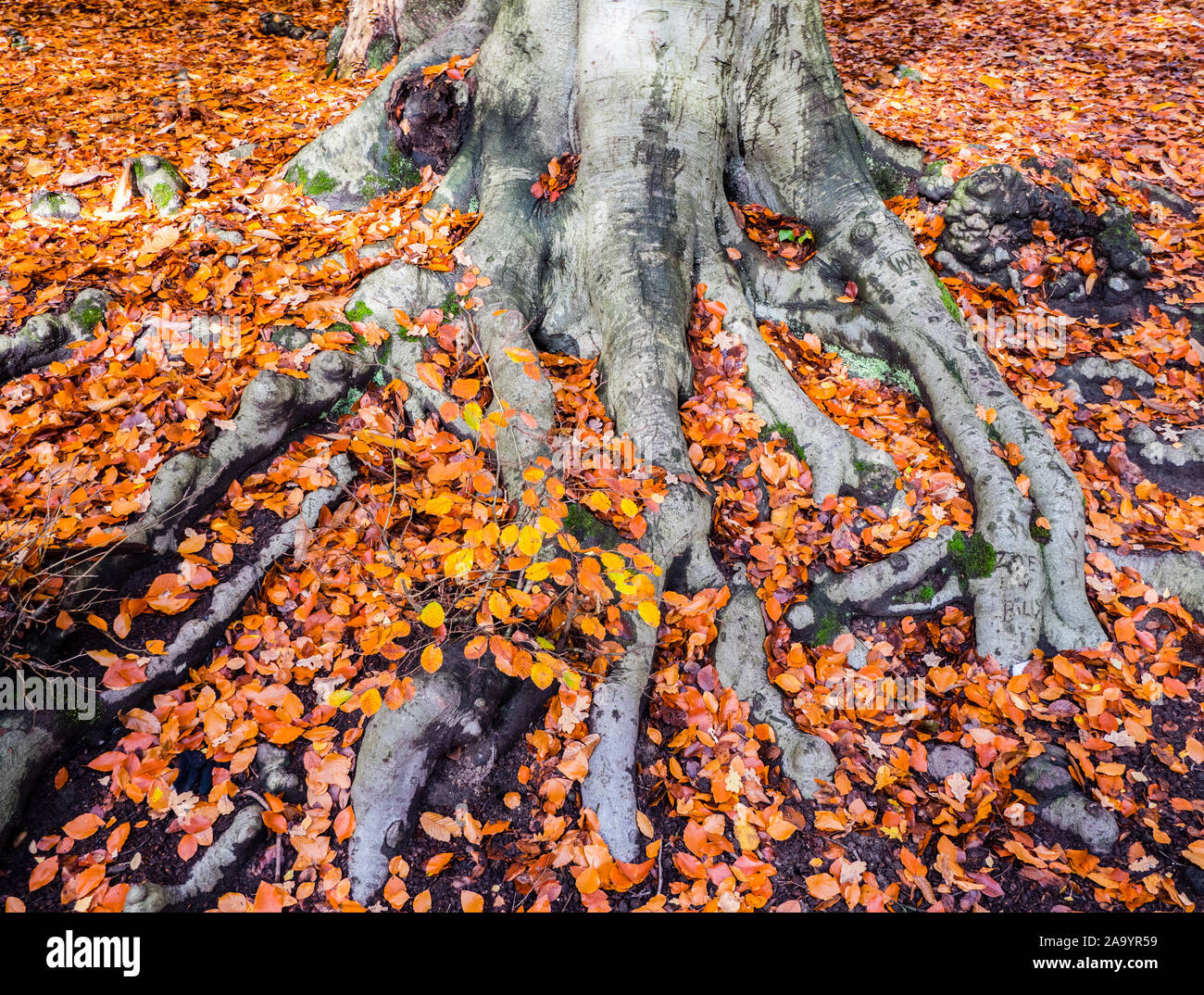 Tree Roots in Red Leaves Landscape, Virginia Water Lake, Windsor Great ...