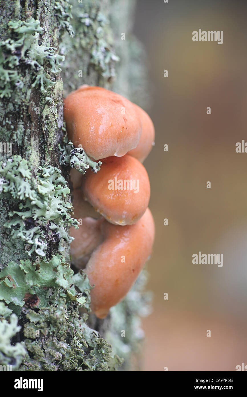 Hypholoma lateritium, known as brick cap or brick tuft, wild edible ...