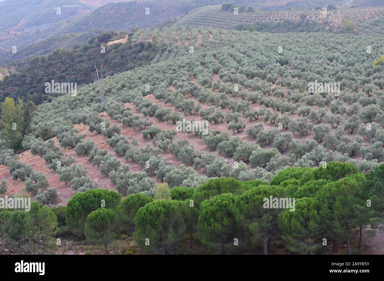 Olive tree groves in Azuel (Cordoba, Andalusia, southern Spain Stock ...