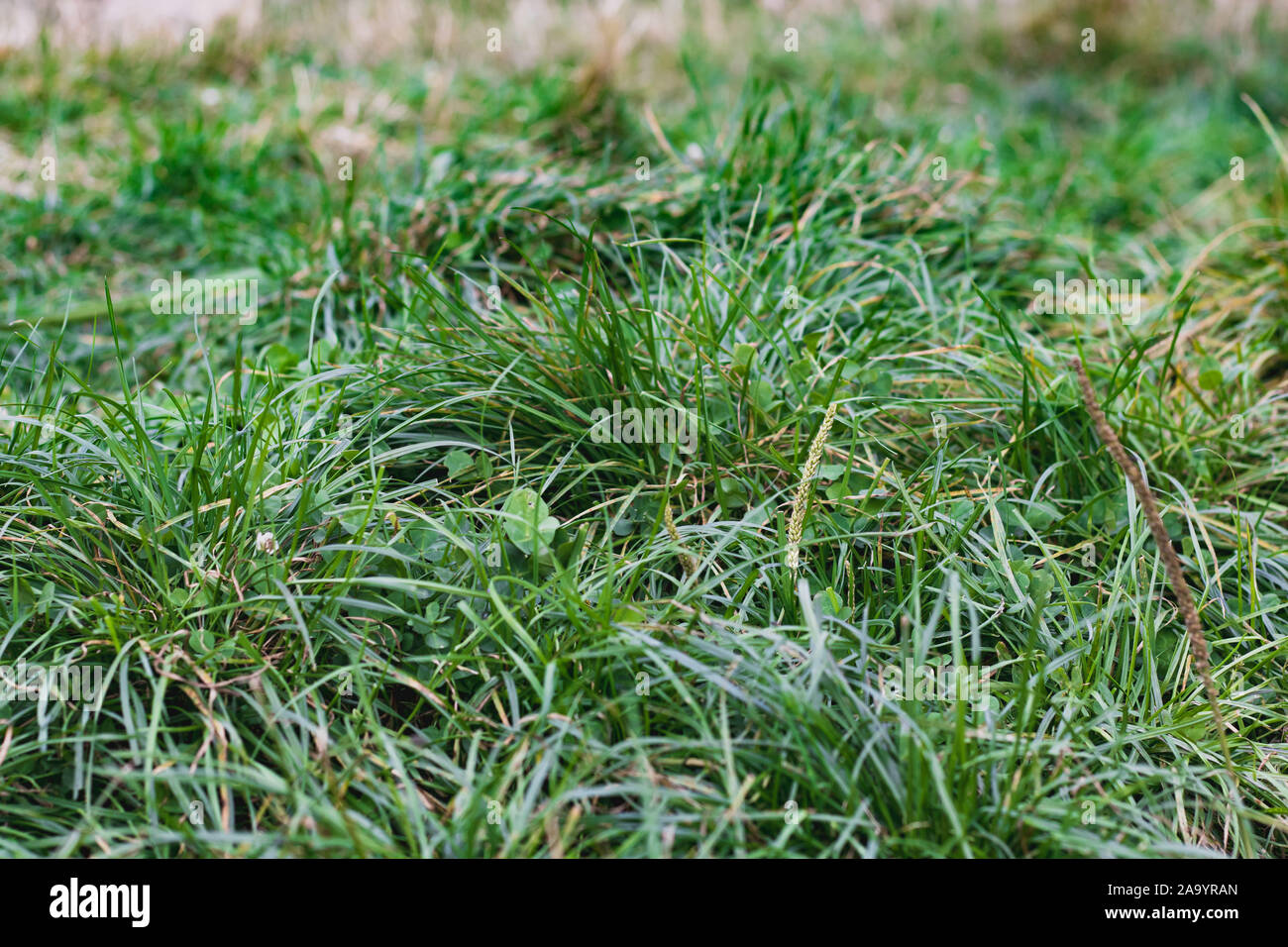 Green autumn Grass texture in park with clover Stock Photo - Alamy