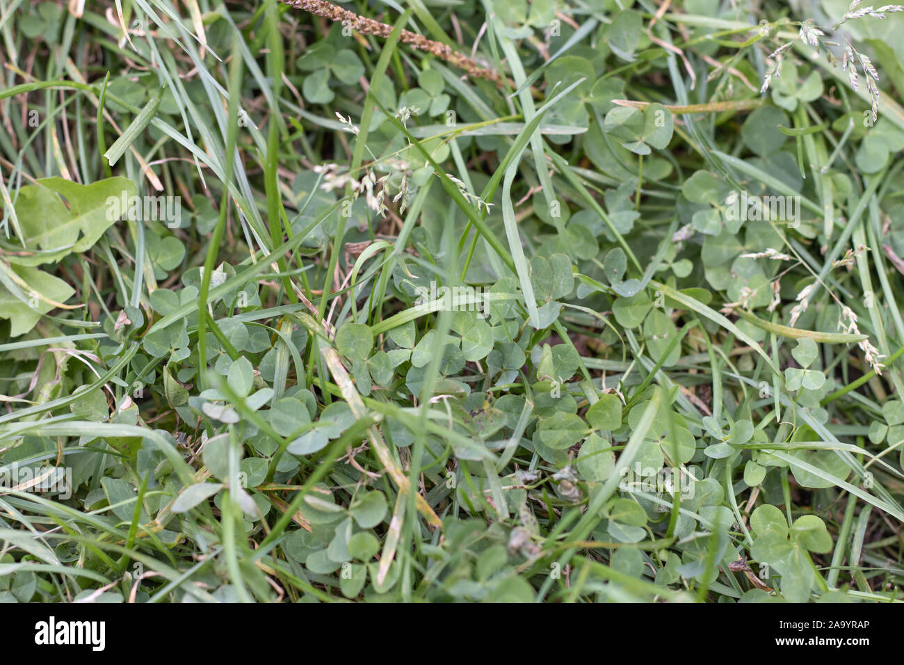 Clover texture hi-res stock photography and images - Alamy