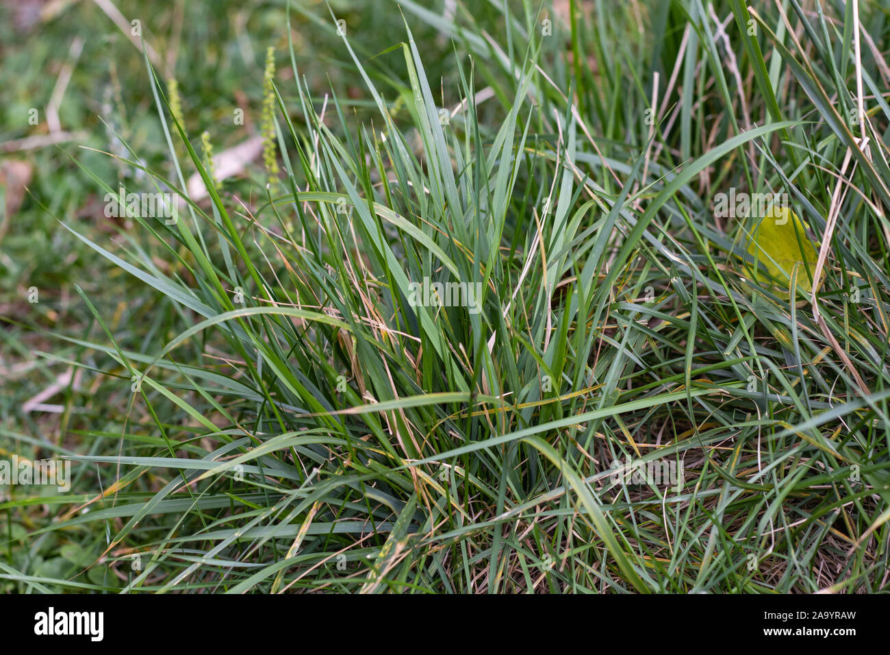 Lush Green Grass bush in autumn park Stock Photo - Alamy