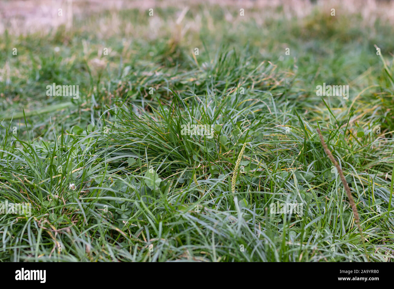 Green autumn Grass texture in park Stock Photo - Alamy