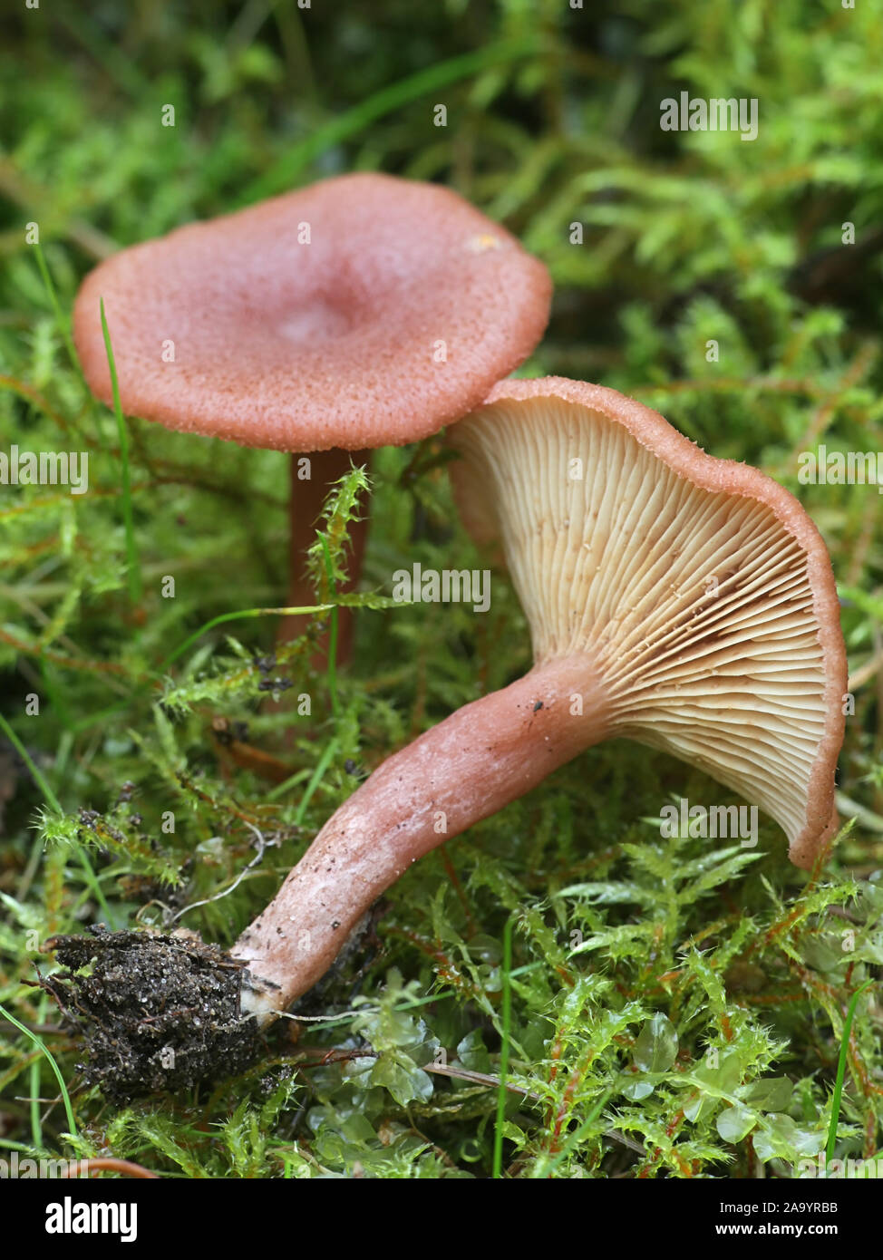 Milkcap Lactarius Lilacinus High Resolution Stock Photography and ...