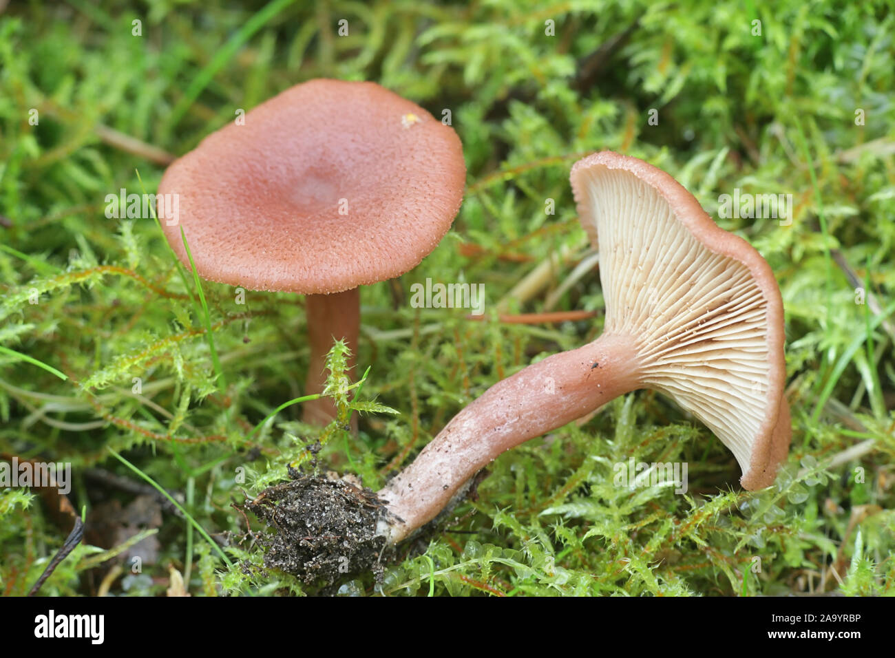 Lactarius spinosulus, known as the Lilascale Milkcap, wild mushroom ...