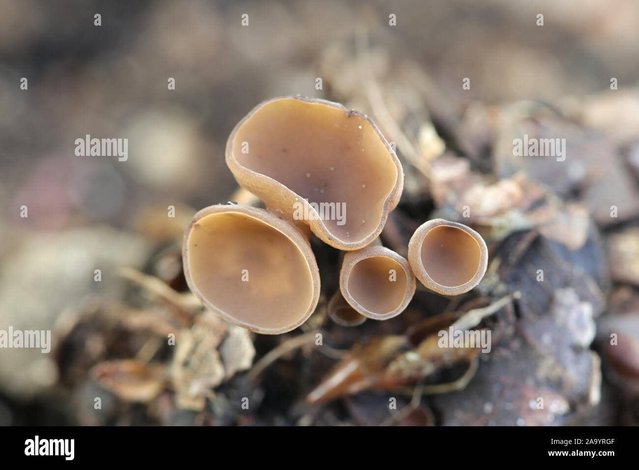 Ciboria batschiana hi-res stock photography and images - Alamy