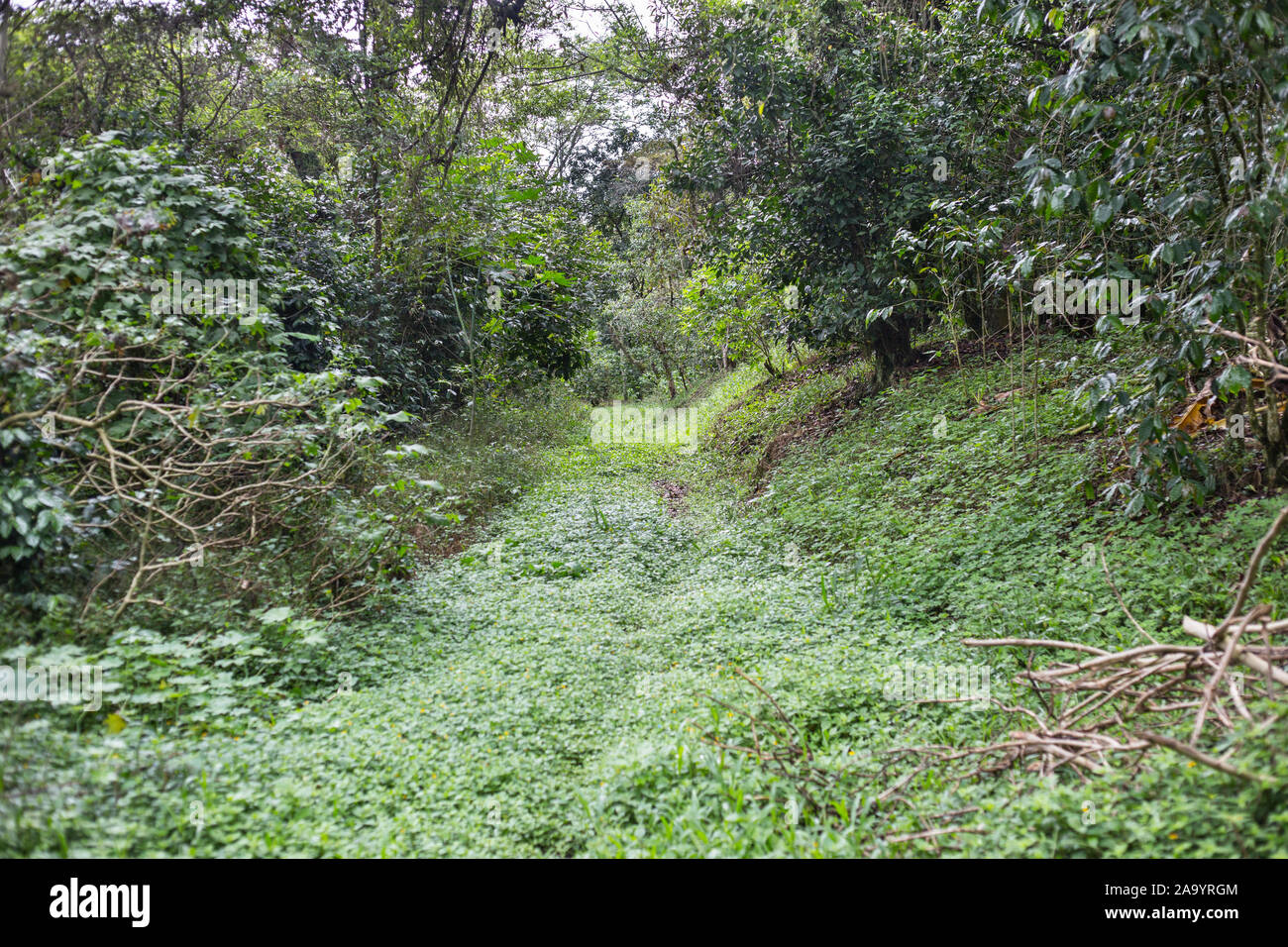 Forest. Jungle background. Tropical rain forest with green trees ...