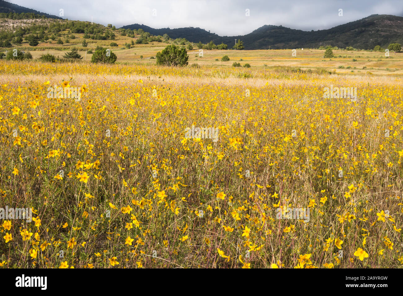 Field of yellow flowers and mountains Stock Photo - Alamy