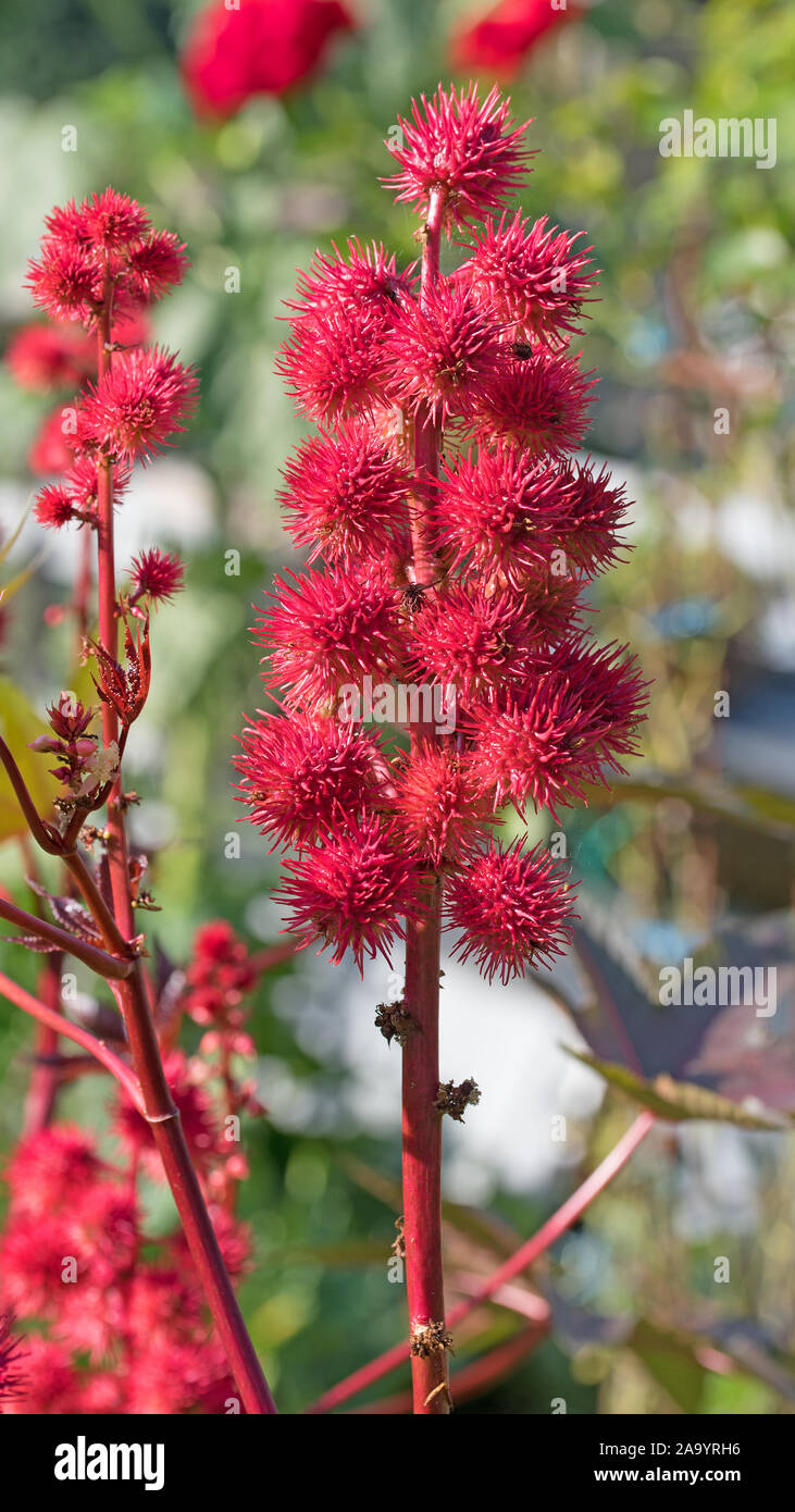 Castor tree,ricinus communis, with fruits Stock Photo - Alamy