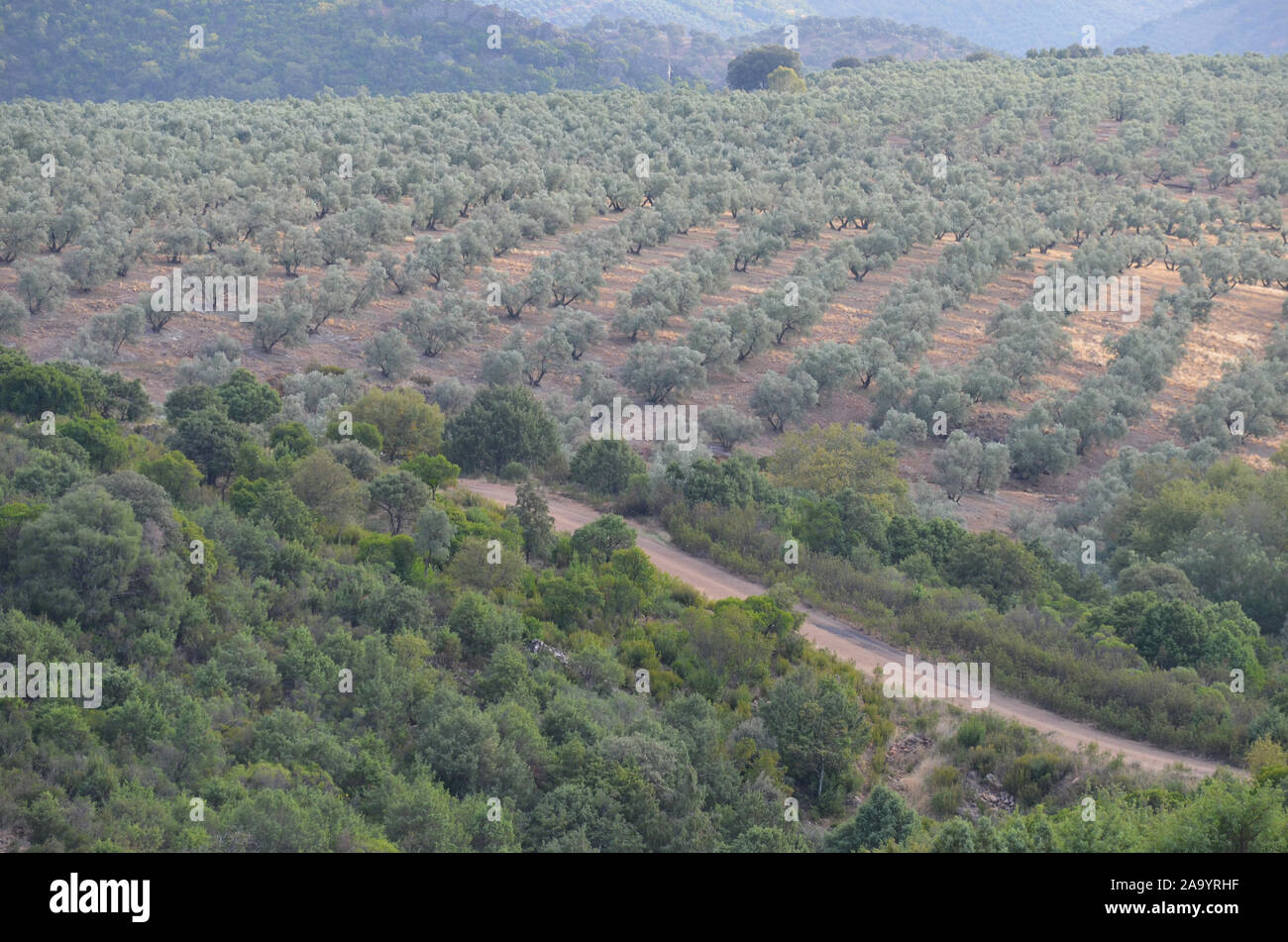 Olive tree groves in Azuel (Cordoba, Andalusia, southern Spain Stock ...