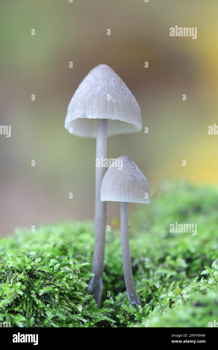 Mycena polygramma, commonly known as the grooved bonnet, wild mushrooms ...