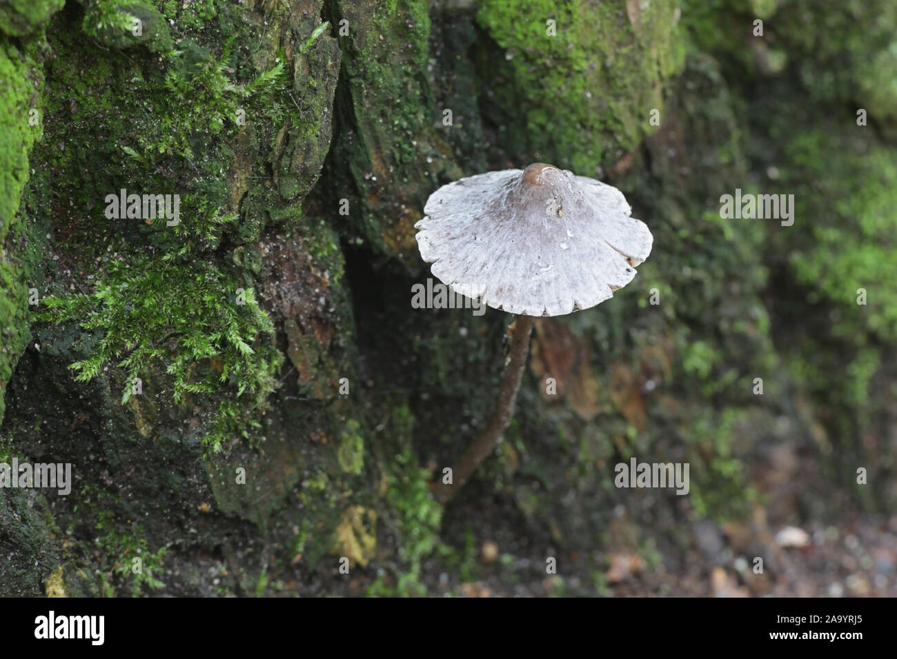 Mycena polygramma, known as the grooved bonnet, wild mushrooms from ...