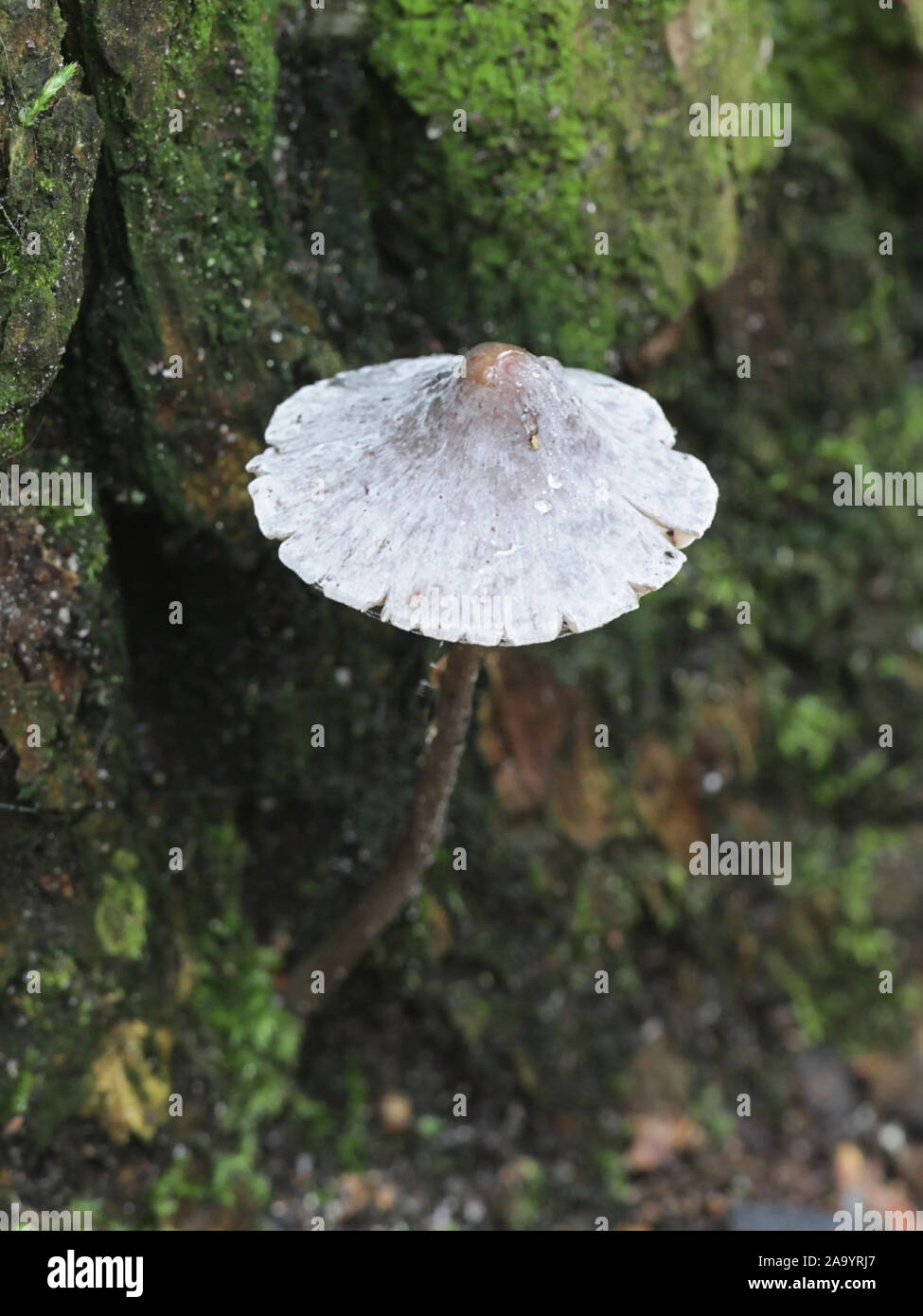 Mycena polygramma, known as the grooved bonnet, wild mushroom from ...