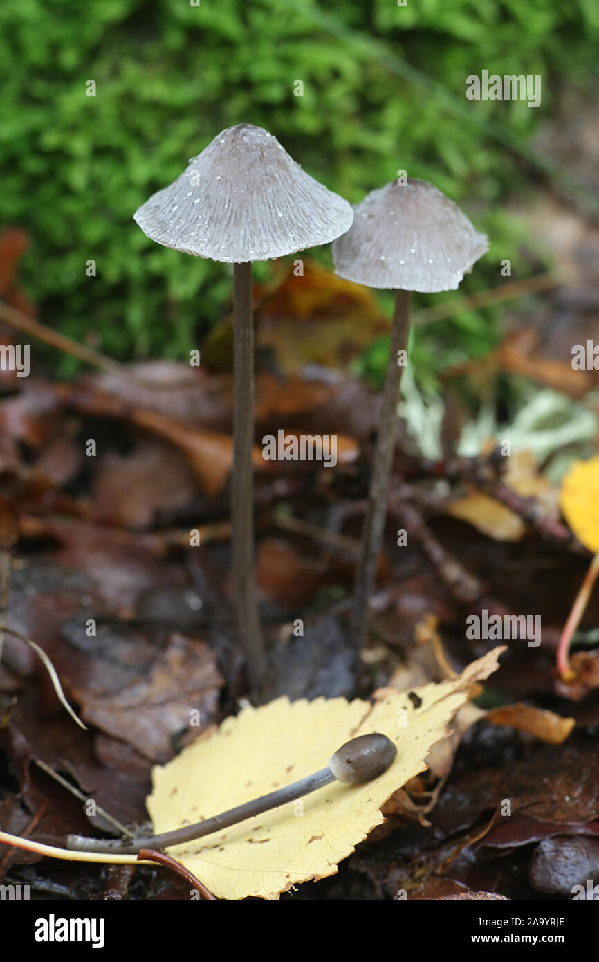 Mycena polygramma, known as the grooved bonnet, wild mushroom from ...