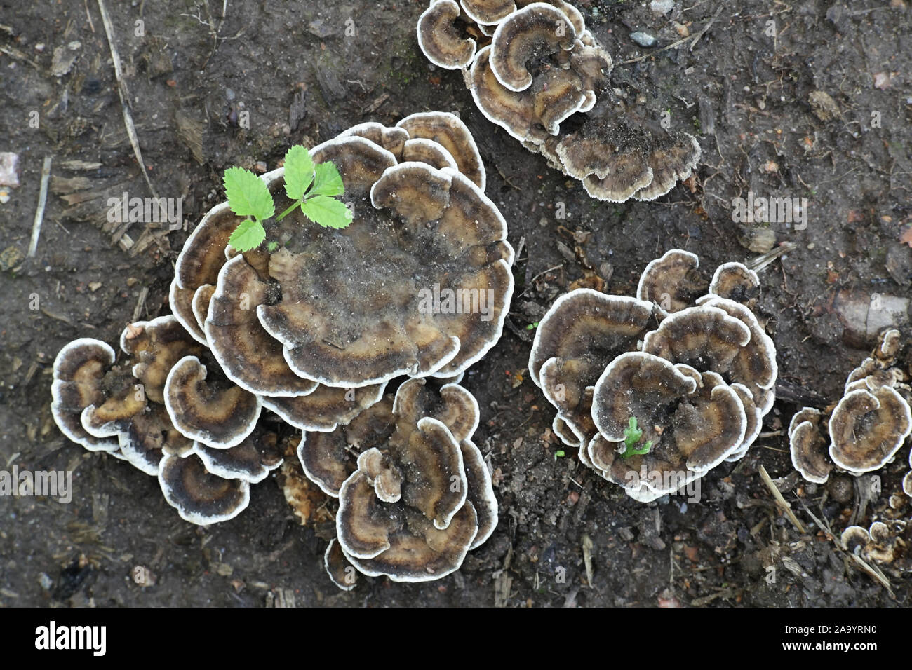 Bjerkandera adusta, known as the smoky polypore or smoky bracket, wild ...